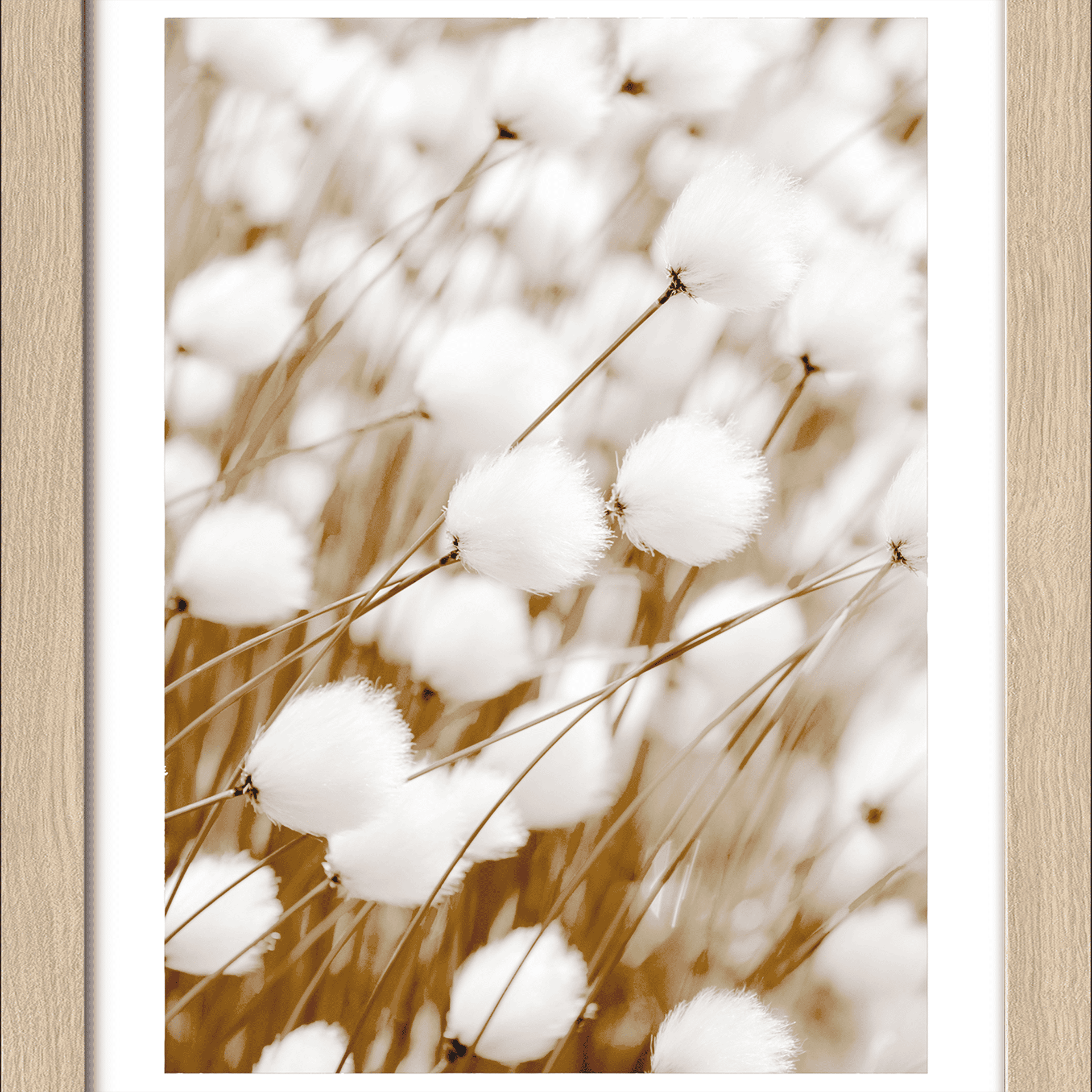 Bild Dried Fiber IV Mehrfarbig online kaufen | Hofmeister